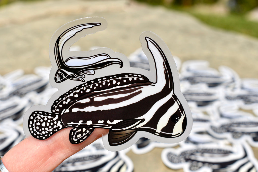 Spotted Drum Fish Sticker – ArtSea Acrylics
